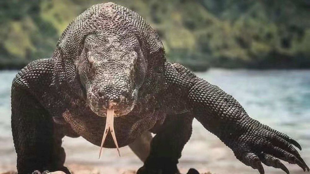 Komodo Tour Packages | Open Trip Komodo | Boat Komodo Tour